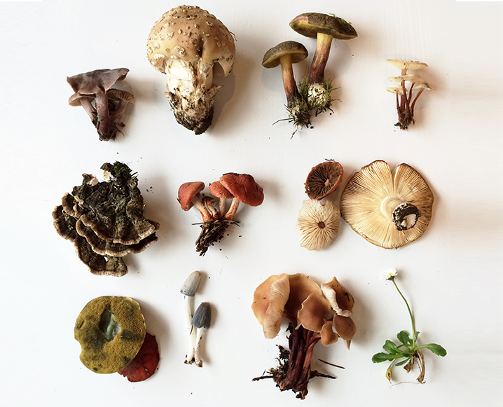 Mushroom Foraging Nezinscot Farm